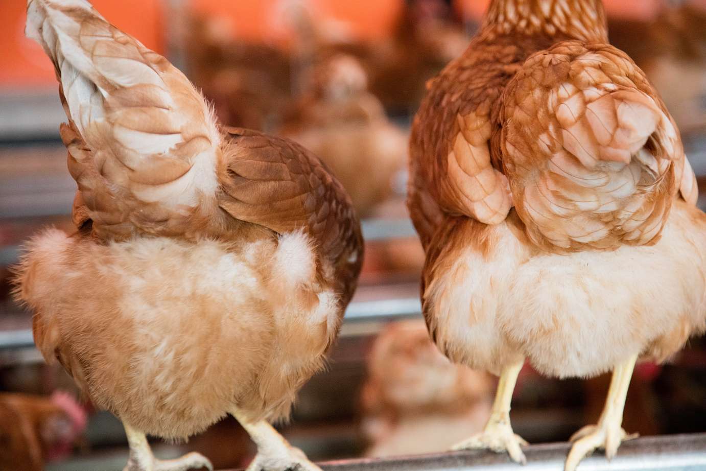 Happy Chicken Farm | Startseite